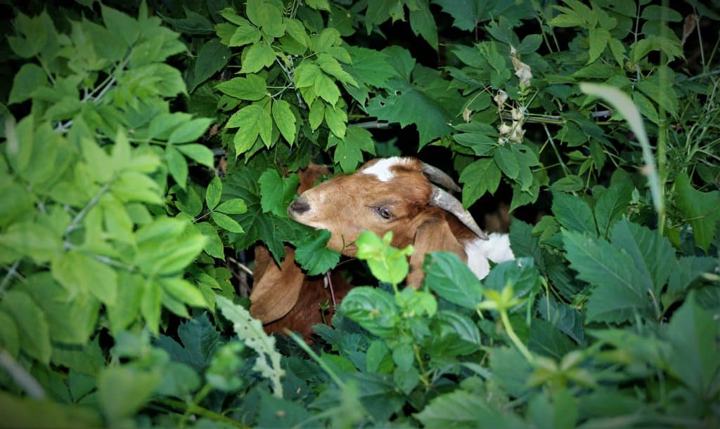 Voracious goats keep Wisconsin cemetery looking beautiful the natural way