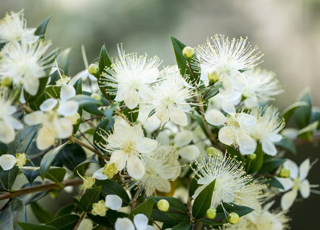 Planting a Rosary garden: the Luminous Mysteries